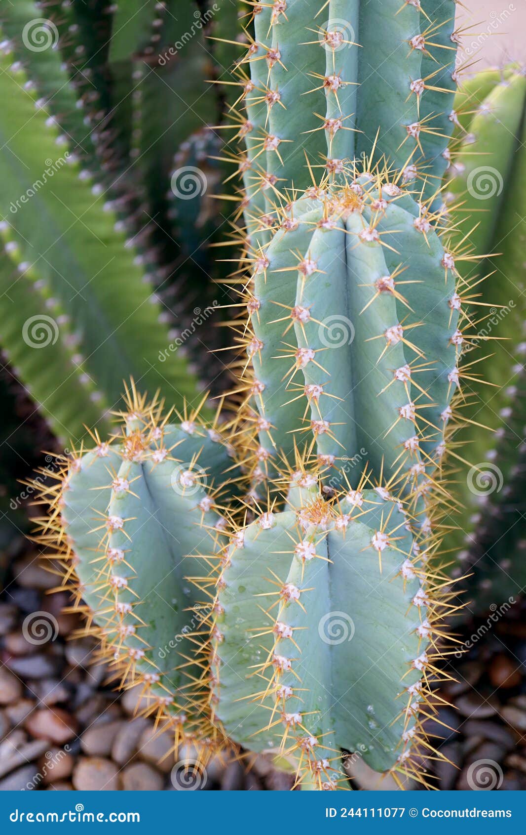 A Group Of Trichocereus Species Cactus Stock Photo | CartoonDealer.com ...
