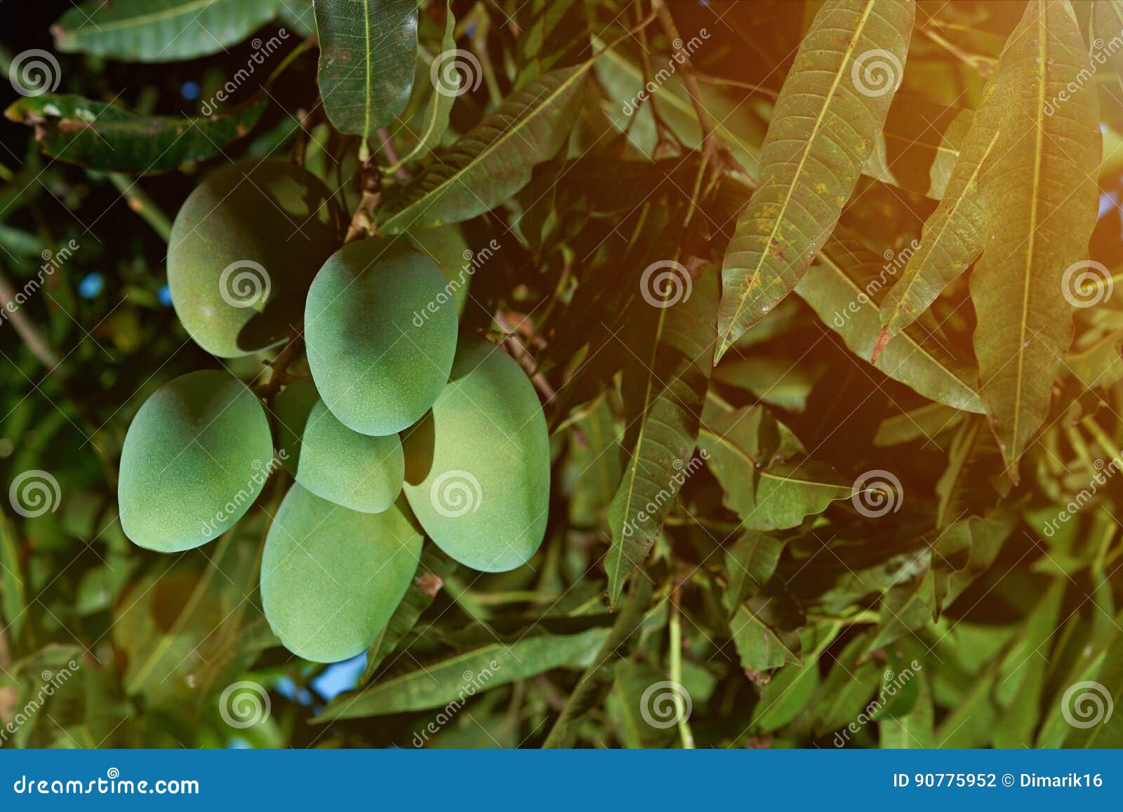 Group of Growing Mango Fruits Stock Photo - Image of fresh, growing ...