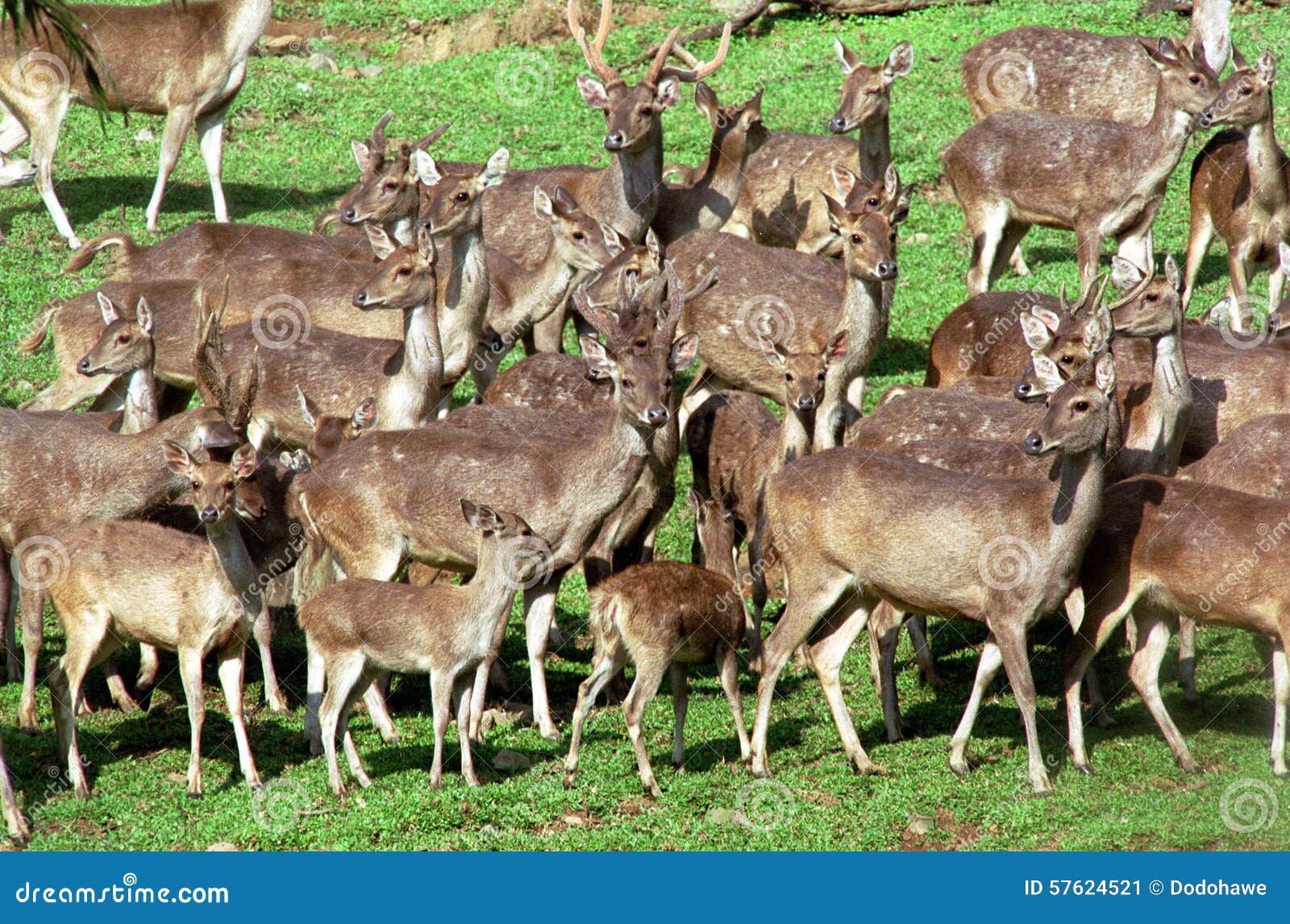 Group of grown deer stock image. Image of grazing, field - 57624521