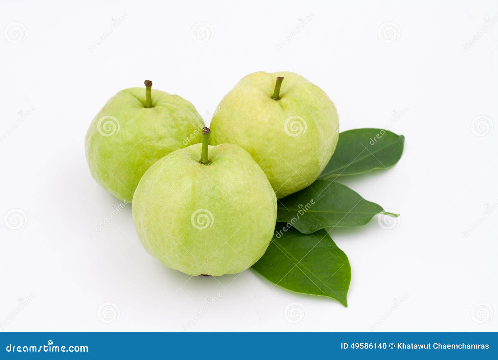 Group of Guava with leaf stock photo. Image of fruit - 49586140