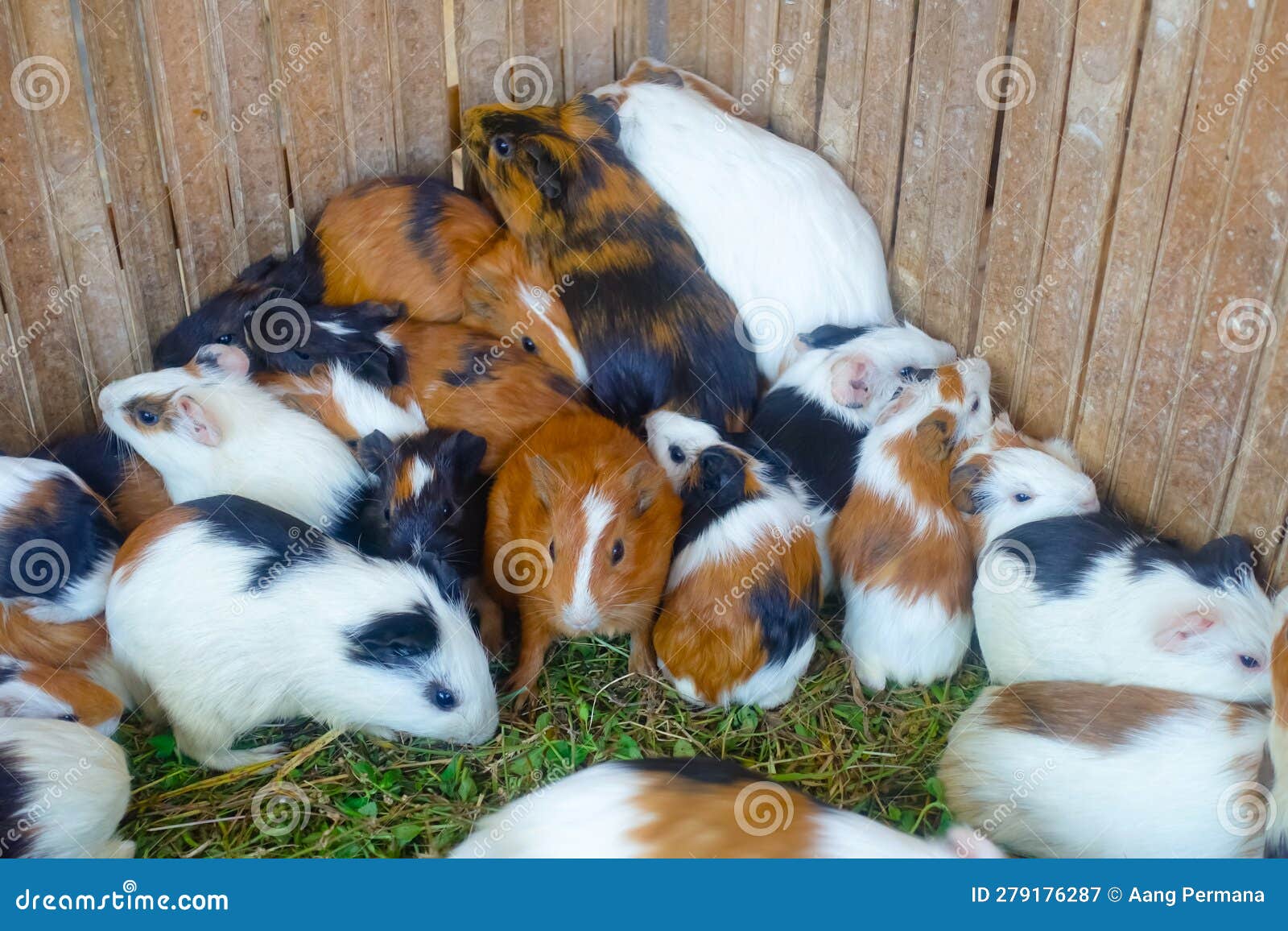 A Group of Guinea Pig in the Wooden Box Stock Image - Image of bovine ...