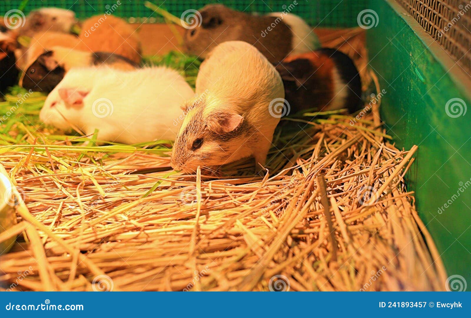 A Group of Guinea Pigs are Eating Stock Image - Image of bird, nature ...
