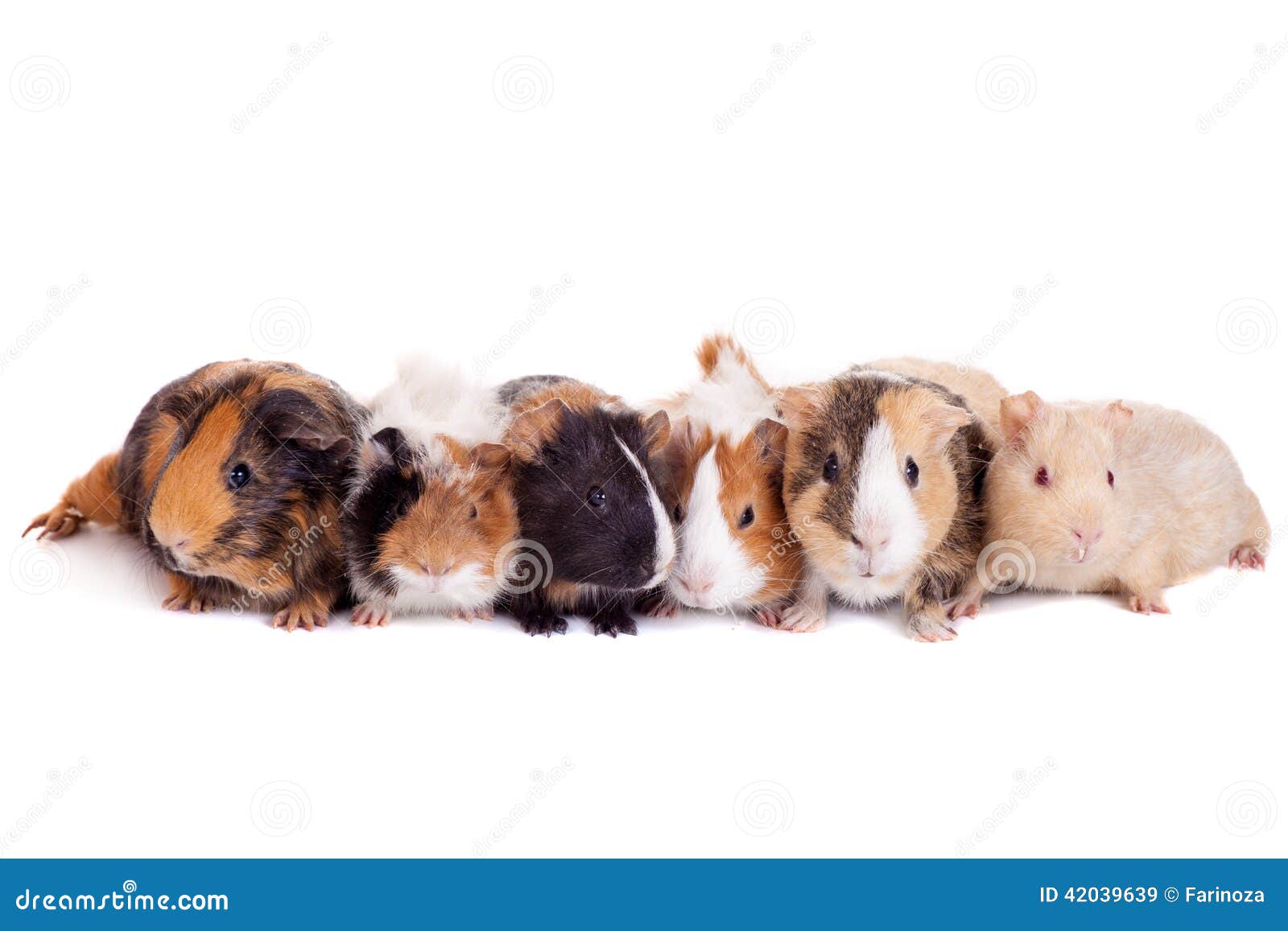 Group of 6 guinea pigs stock image. Image of background - 42039639