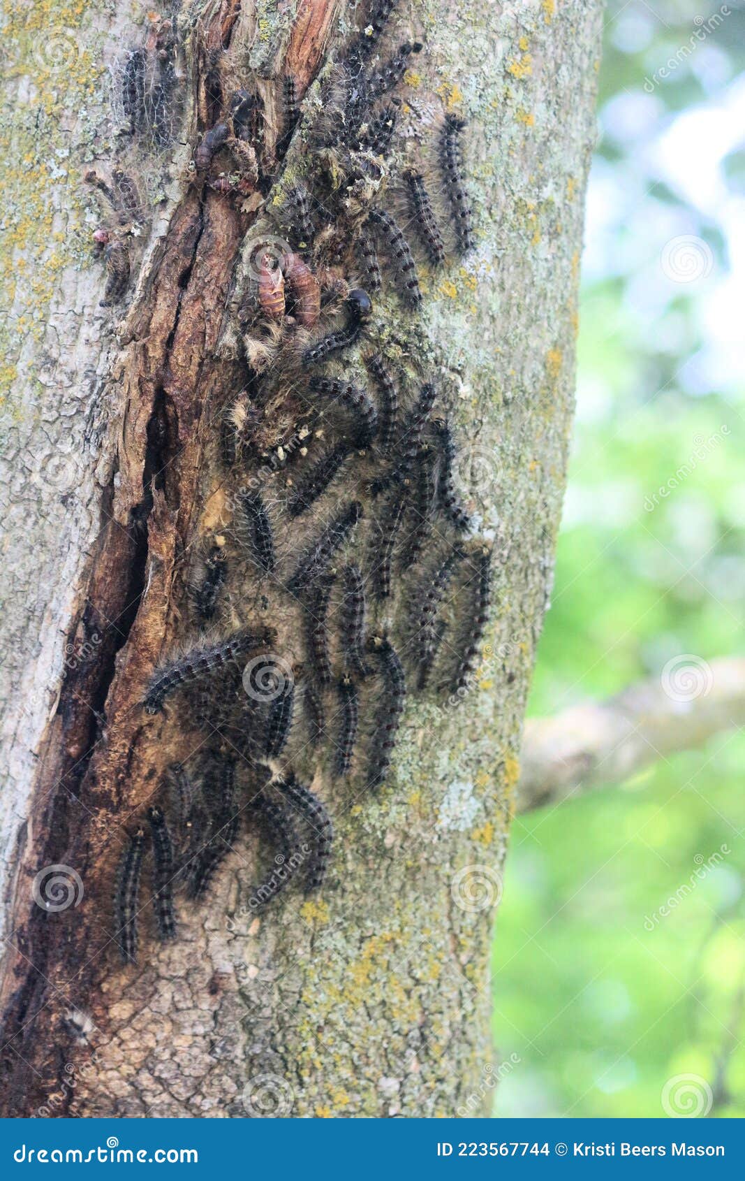 Group of Gypsy Moth Caterpillars in Maple Tree in July 2021 Ontario ...