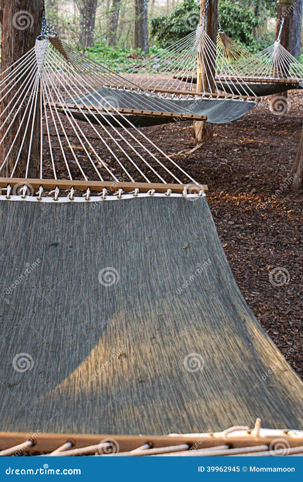 Group of Hammocks stock image. Image of hammock, plant - 39962945