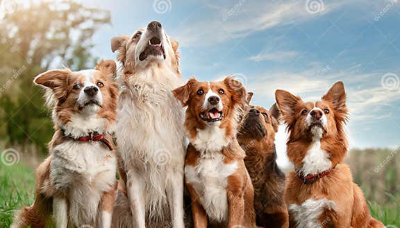 Group of happy dogs stock illustration. Illustration of mixed - 313667992