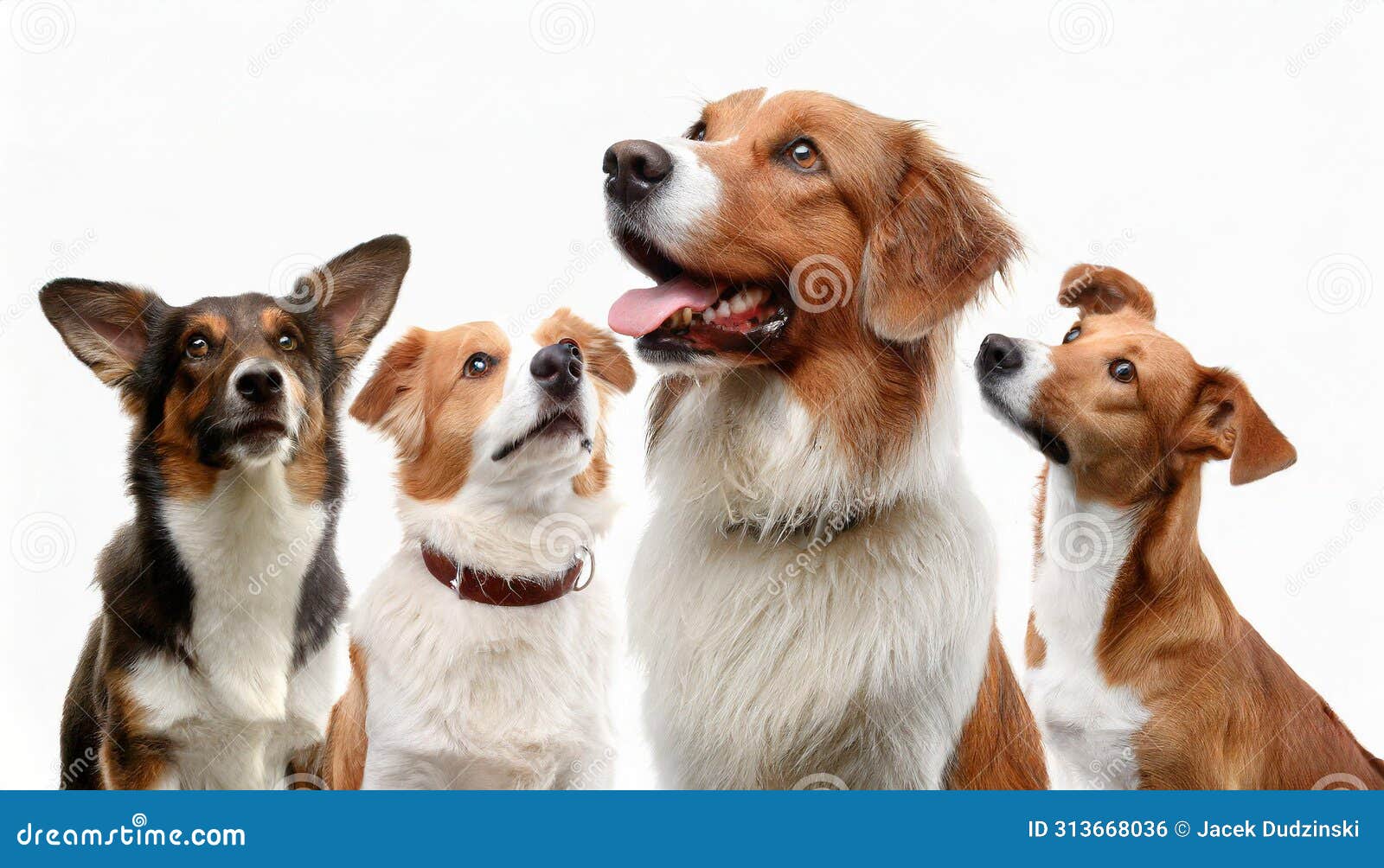 Group of happy dogs stock illustration. Illustration of copy - 313668036