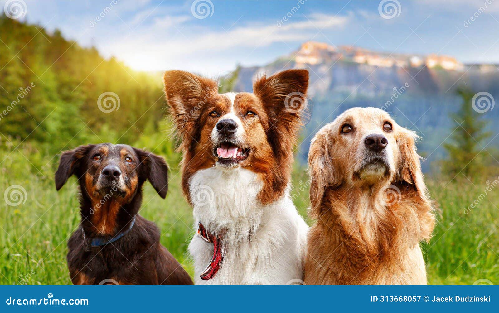 Group of happy dogs stock illustration. Illustration of mountain ...