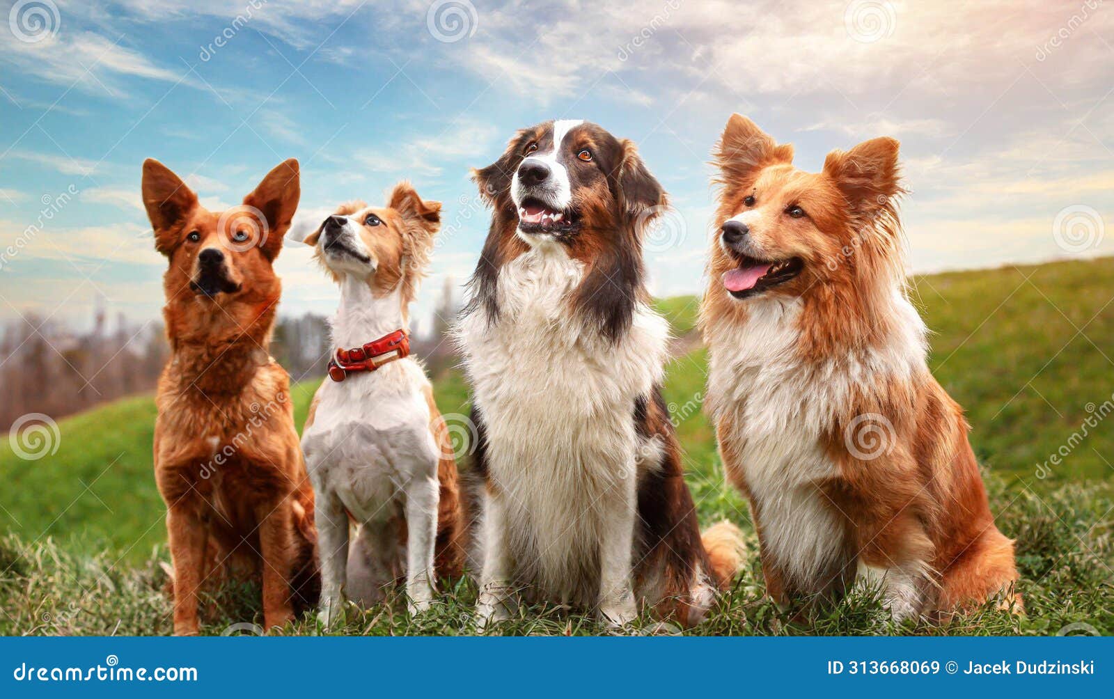 Group of happy dogs stock illustration. Illustration of canino - 313668069
