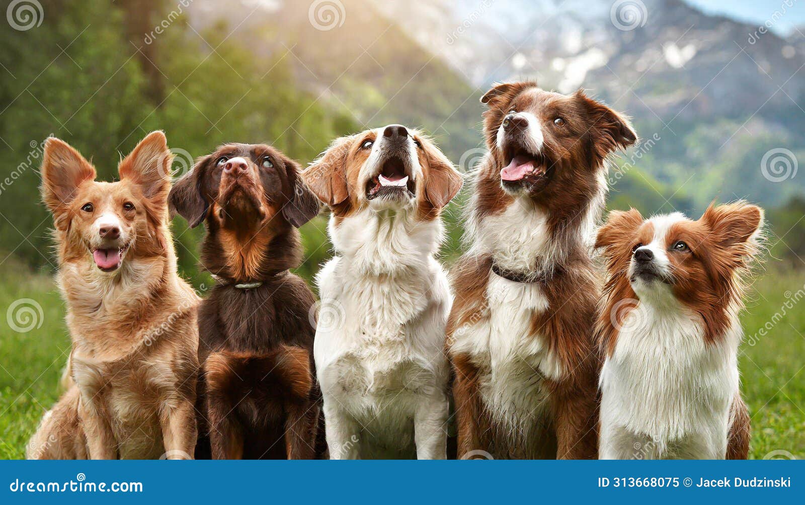 Group of happy dogs stock illustration. Illustration of border - 313668075