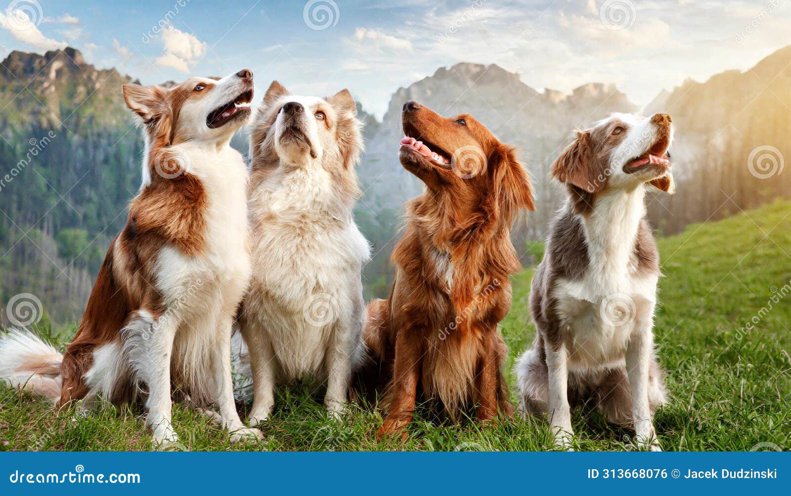 Group of happy dogs stock illustration. Illustration of longhaired ...