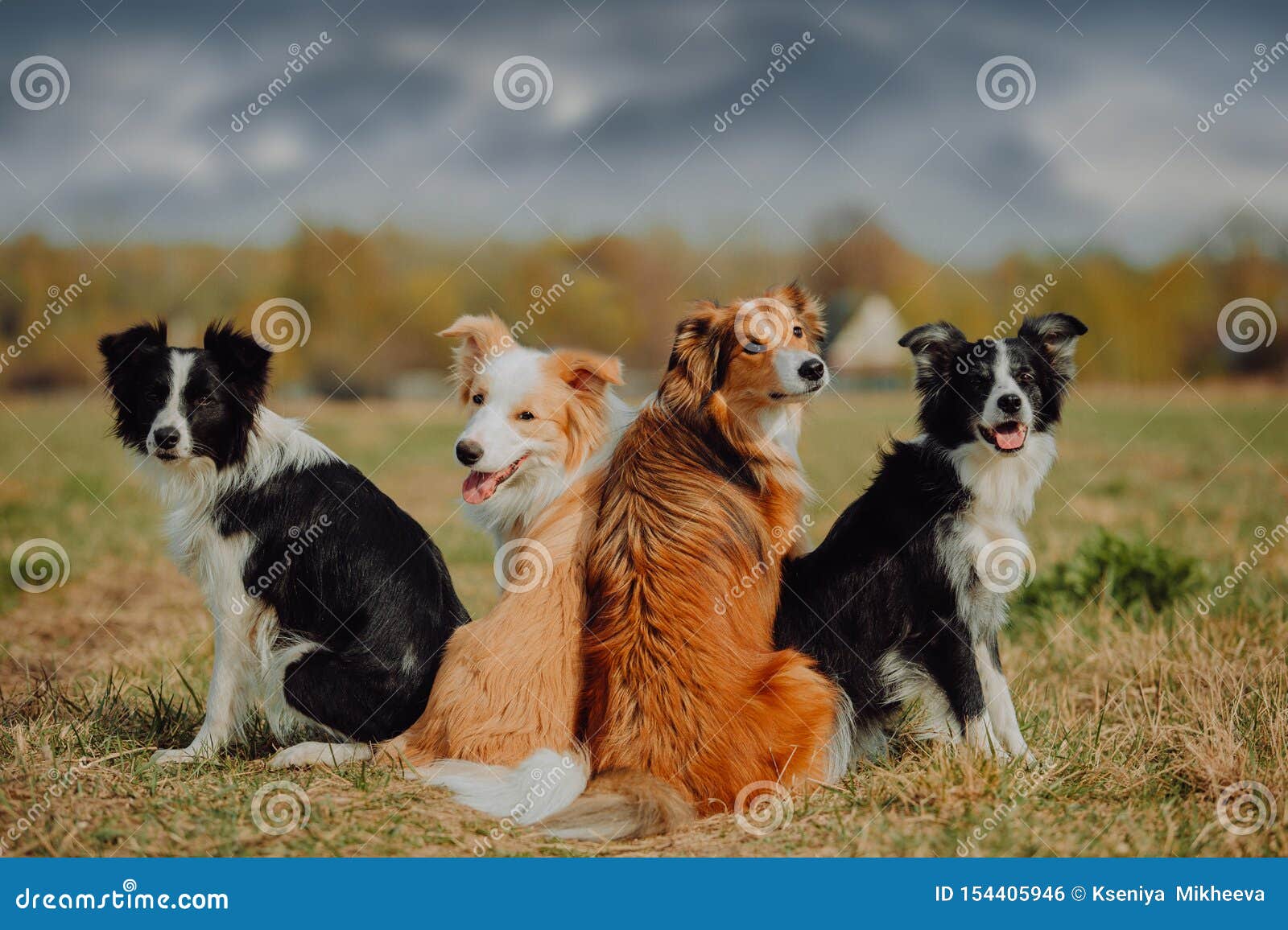 Group of Happy Dogs Border Collies on the Grass in Summer Stock Photo ...