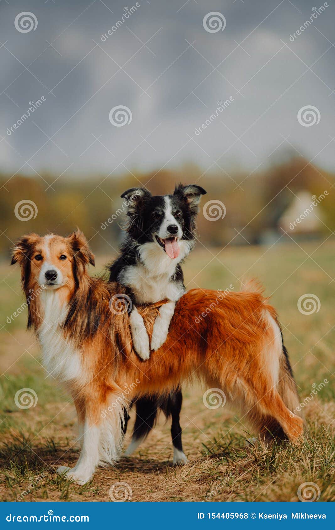 Group of Happy Dogs Border Collies on the Grass in Summer Stock Photo ...