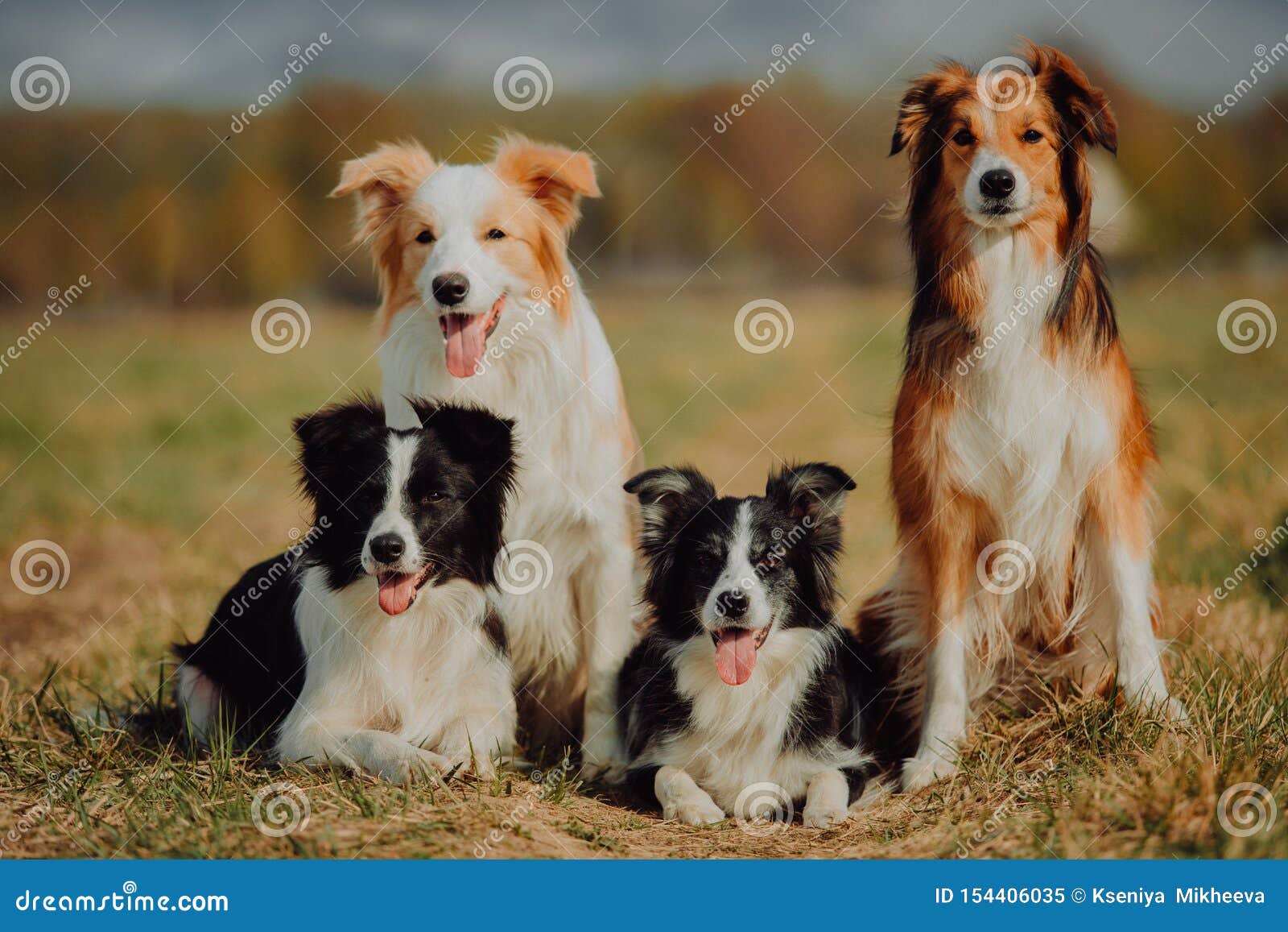 Group of Happy Dogs Border Collies on the Grass in Summer Stock Image ...