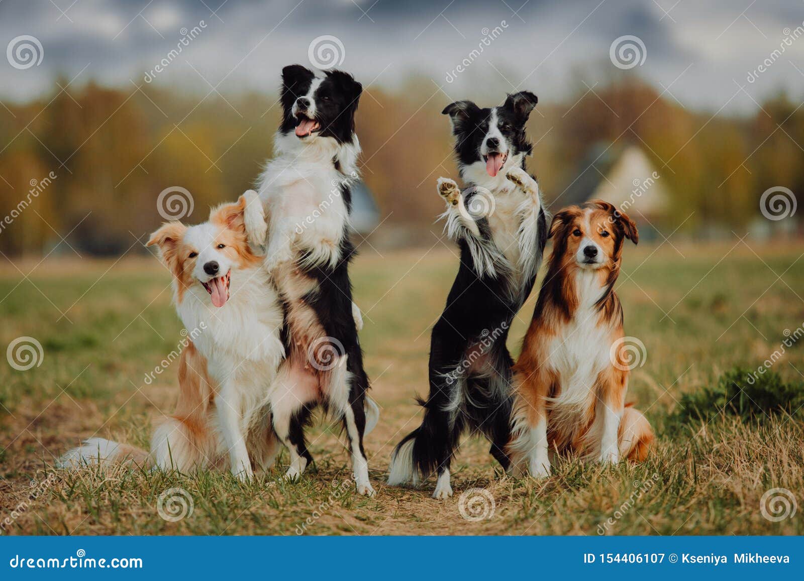 Group of Happy Dogs Border Collies on the Grass in Summer Stock Image ...