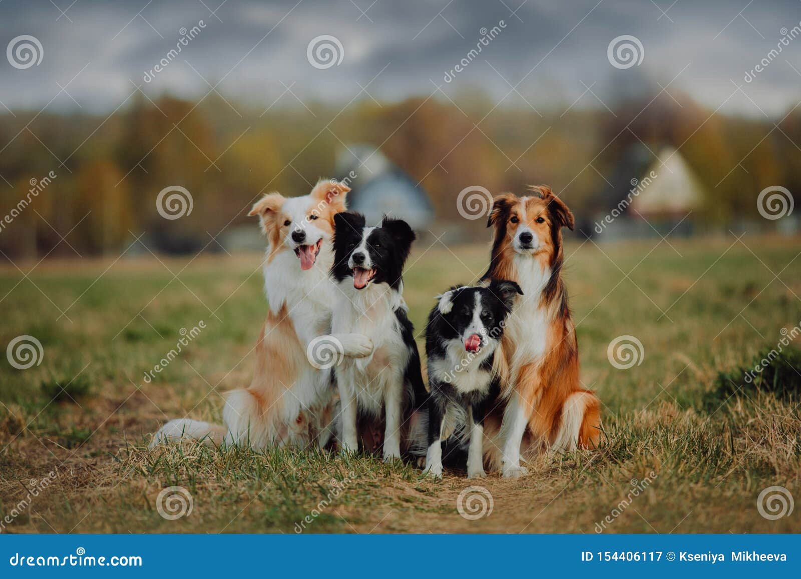 Group of Happy Dogs Border Collies on the Grass in Summer Stock Image ...
