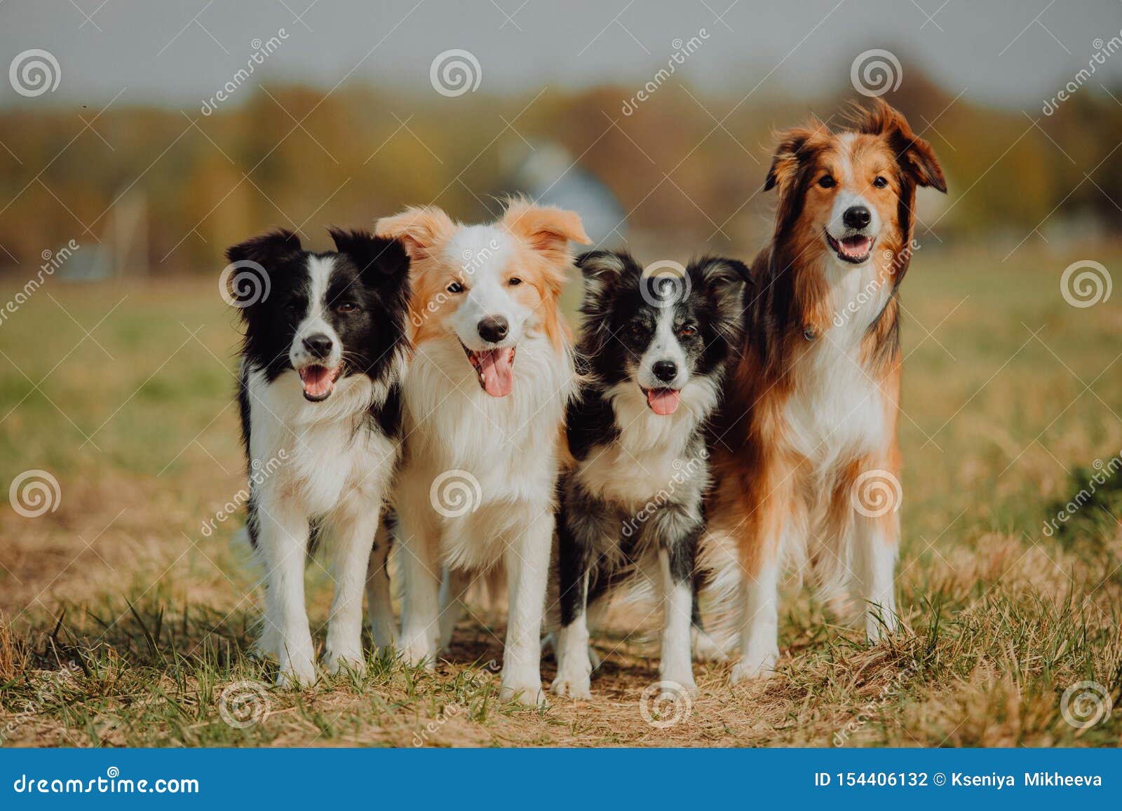 Group of Happy Dogs Border Collies on the Grass in Summer Stock Photo ...