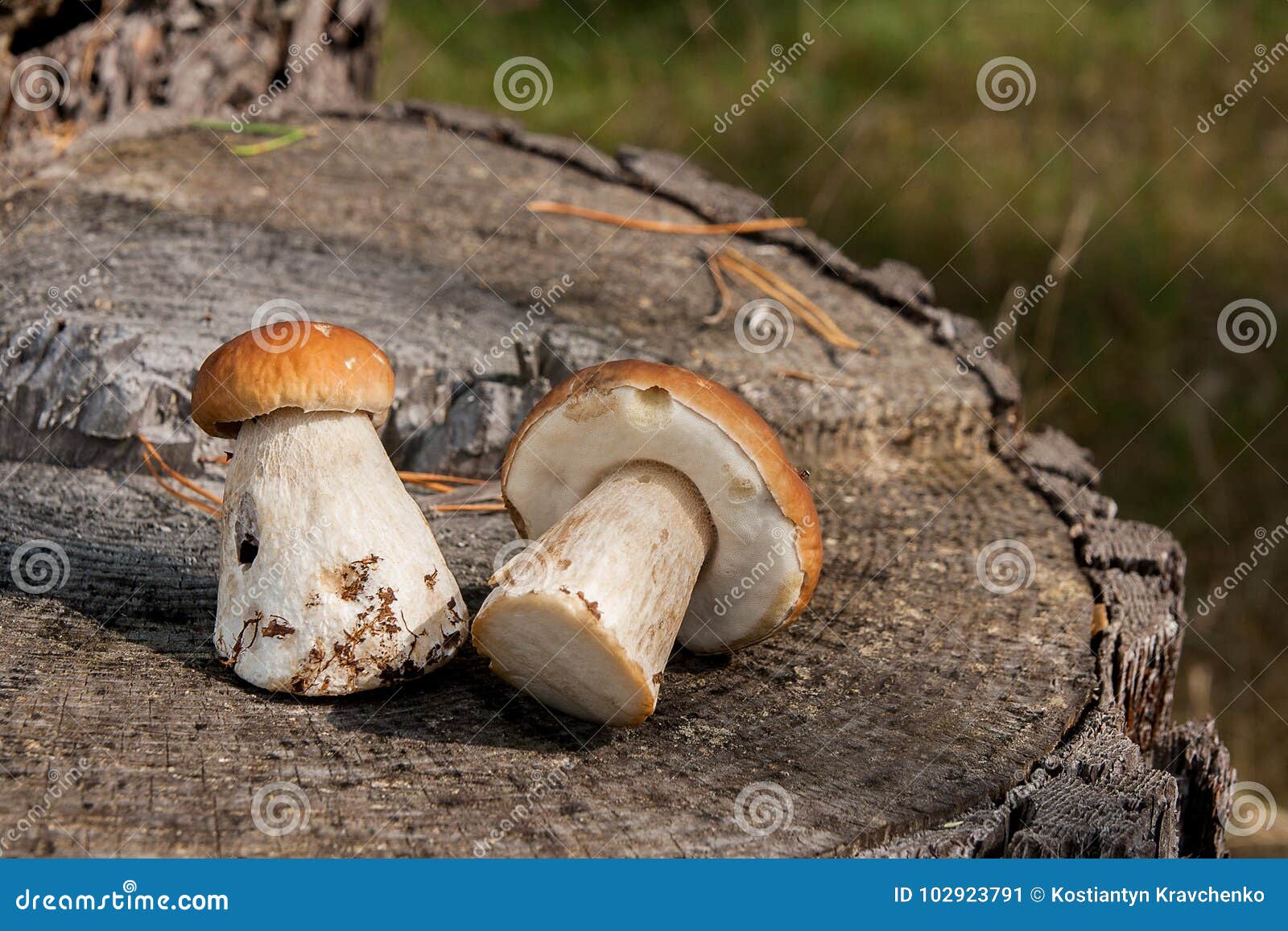 Group of Harvested Porcini Mushrooms Boletus Edulis, Porcino or Stock ... Group of Harvested Porcini Mushrooms Boletus Edulis, Porcino or Stock ...