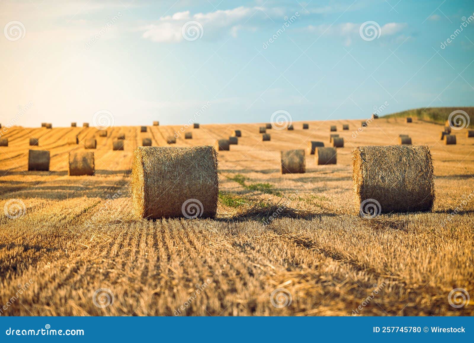 Group of Haystack Rolls Left in a Field after Harvesting Grain Crops ...
