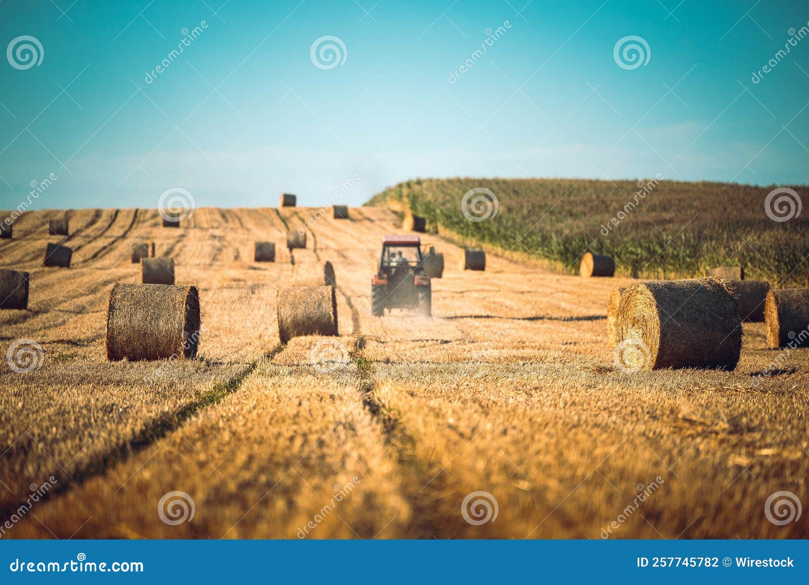 Group of Haystack Rolls Left in a Field after Harvesting Grain Crops ...
