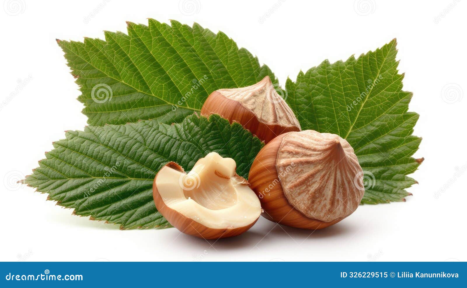 A Group of Hazelnuts, Some Whole and Some Cracked Open, are Displayed ...