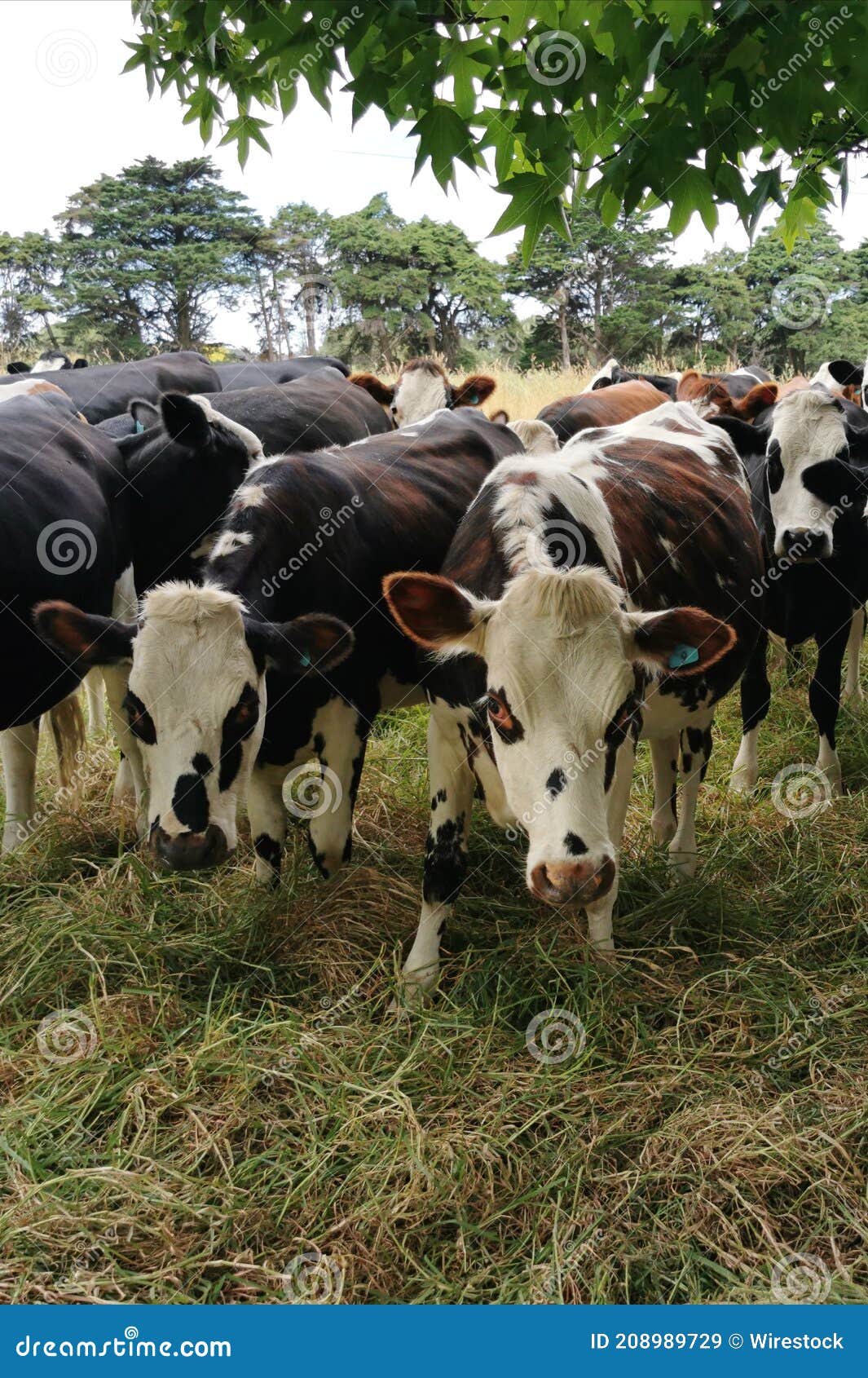 Group of Heifer Bulls Under Tree Stock Image - Image of farmland ...