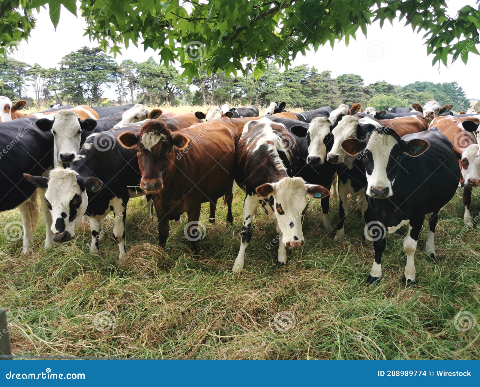 Group of Heifer Bulls Under Tree Stock Photo - Image of farming ...