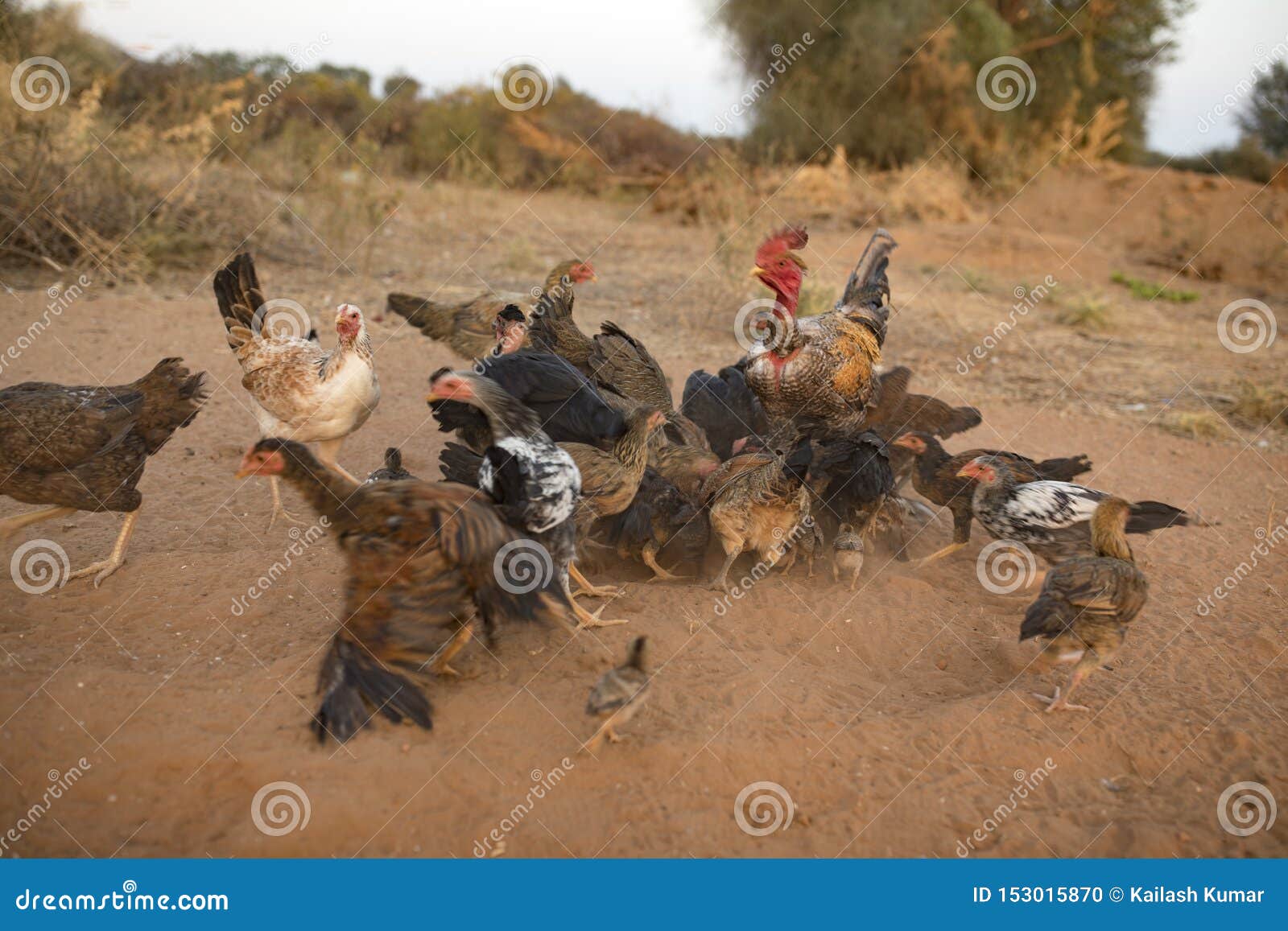 Group of hen bird stock photo. Image of bird, blurred - 153015870