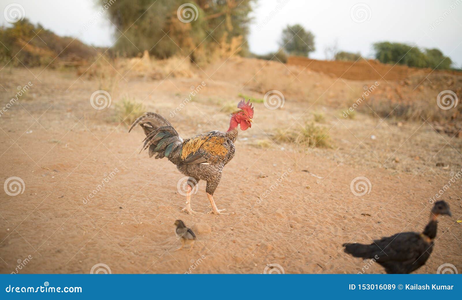 Group of hen bird stock image. Image of feeding, chick - 153016089