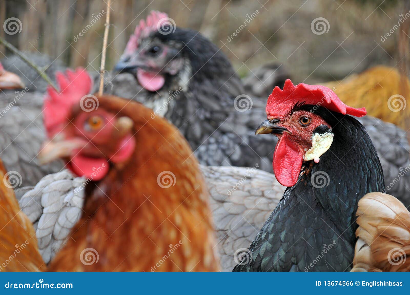 Group of hens stock photo. Image of lawn, feathered, meadow - 13674566