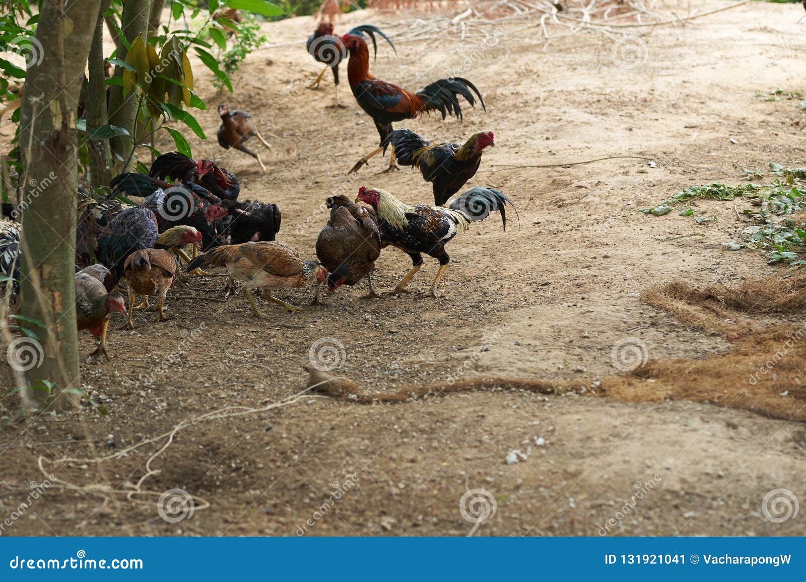 Group of Hens ,chicken Eating in Nature Stock Image - Image of avian ...