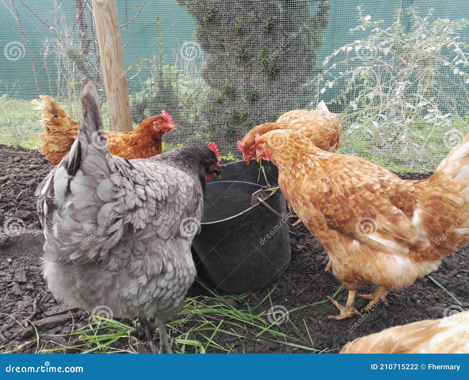 A Group of Hens Drinking from a Basin of Water Stock Photo - Image of ...