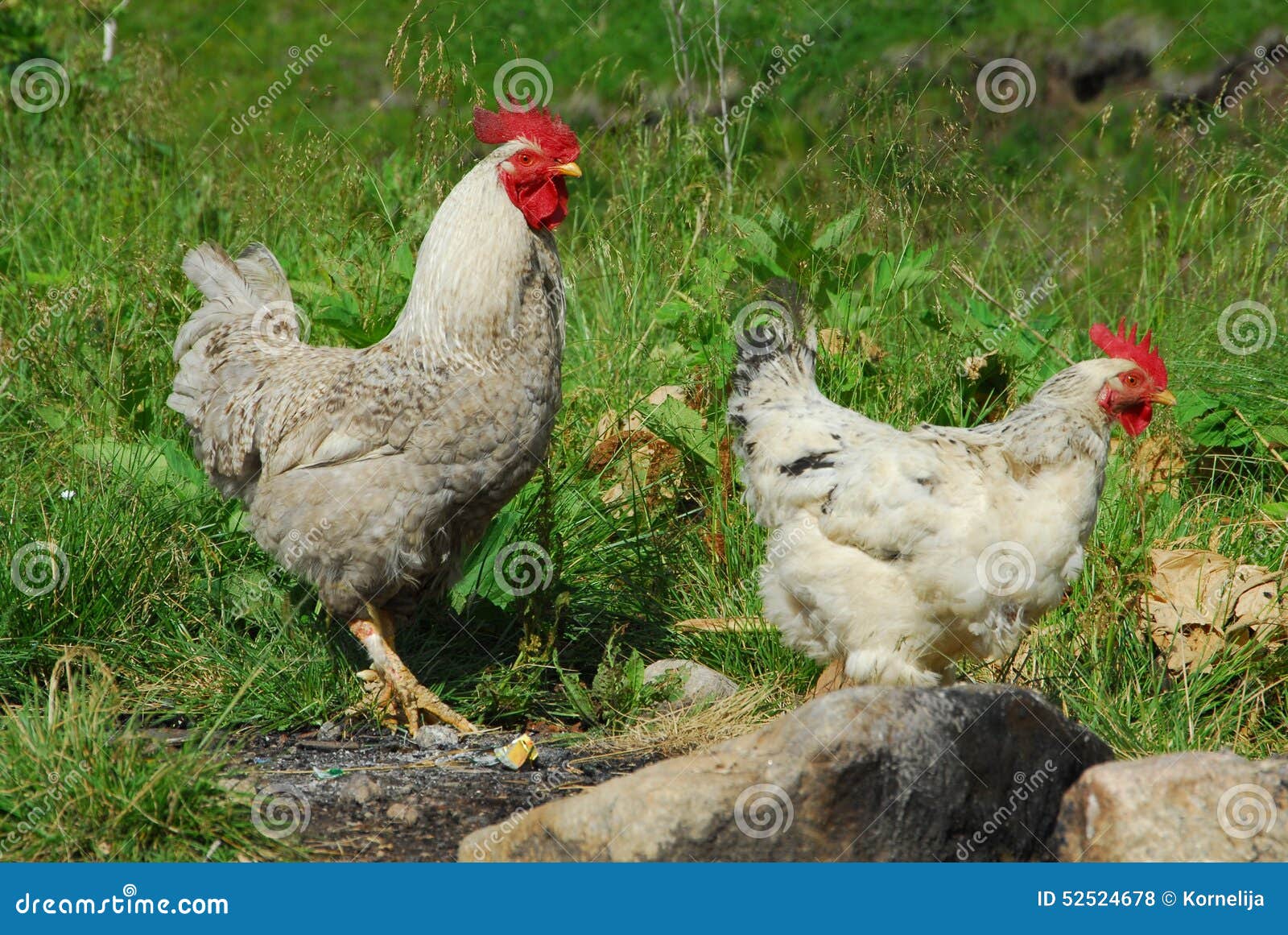 Group of hens stock photo. Image of growth, livestock - 52524678
