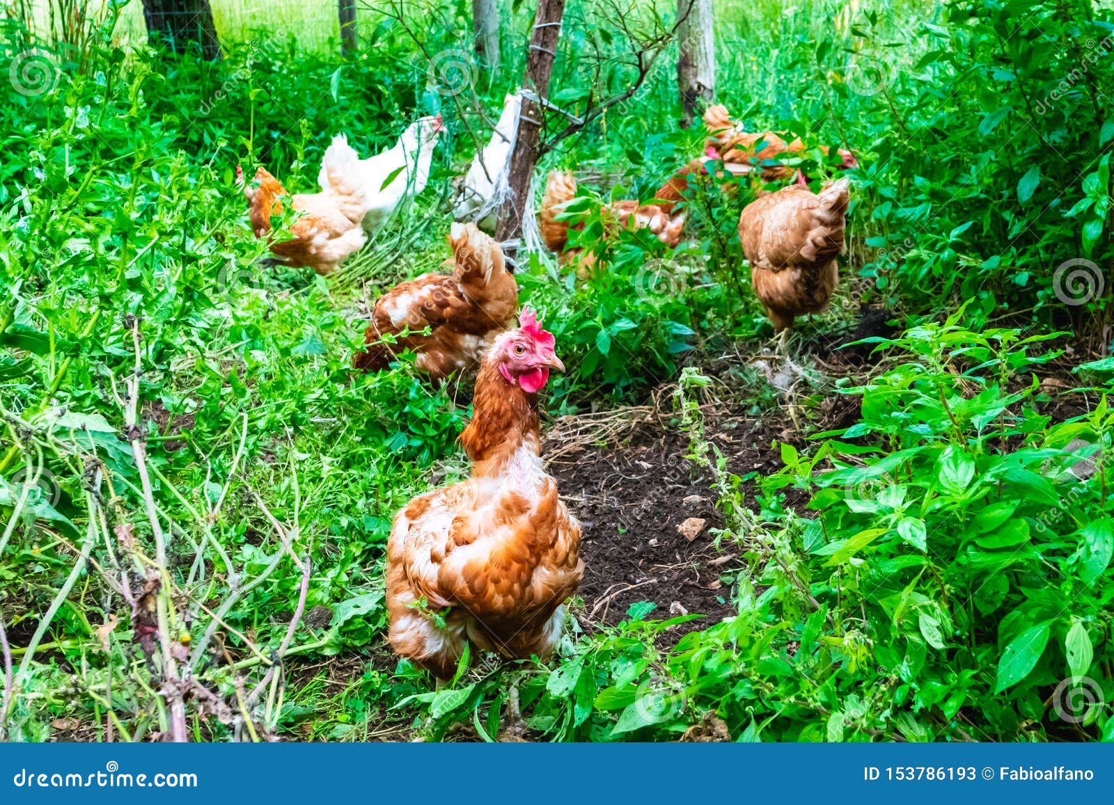 Group of Hens Free To Move in the Green Nature Stock Image - Image of ...