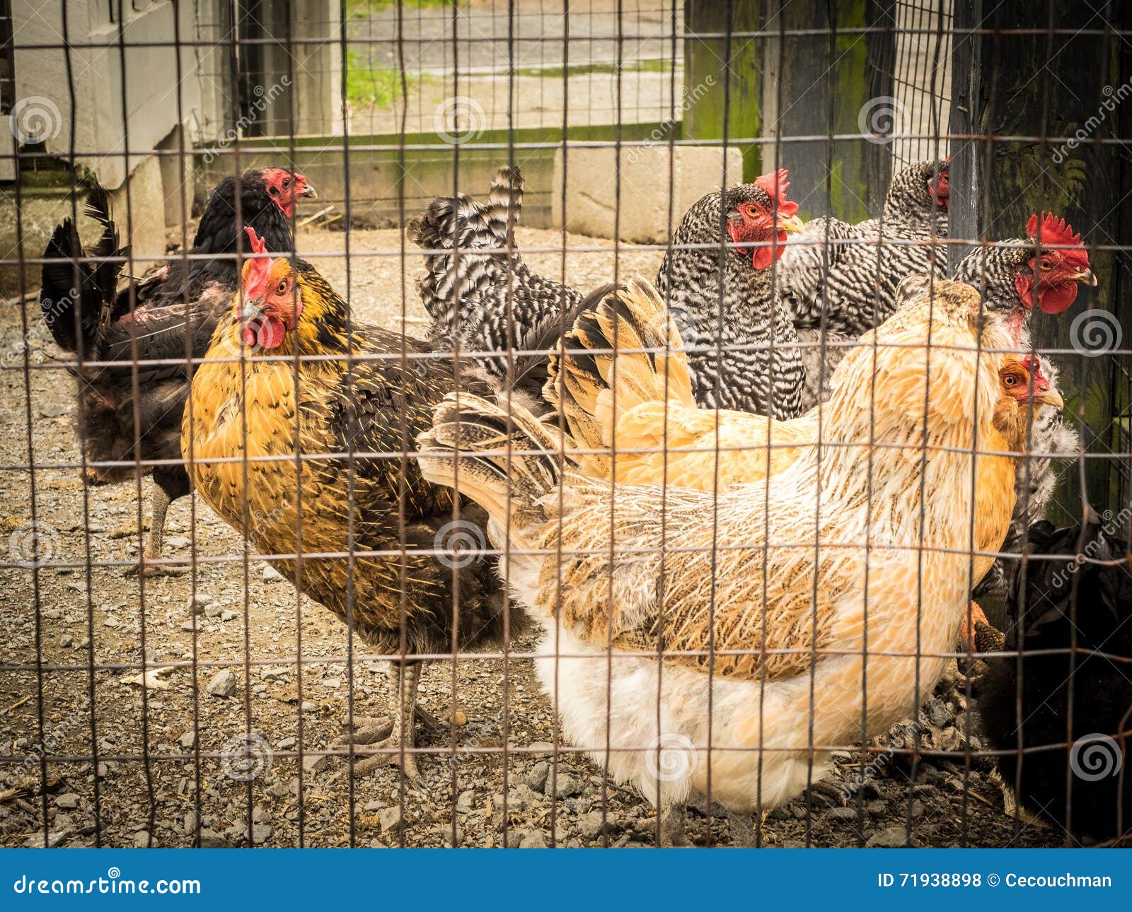 Group of Hens stock photo. Image of black, fence, animals - 71938898