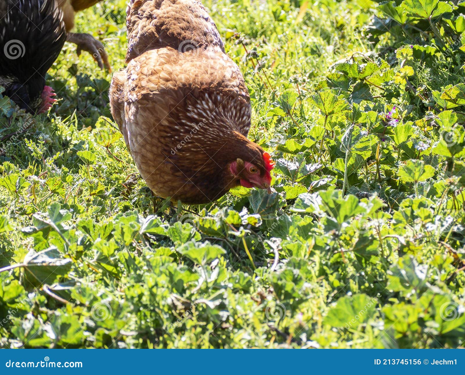 Group of Hens on an Organic and Sustainable Farm Stock Photo - Image of ...