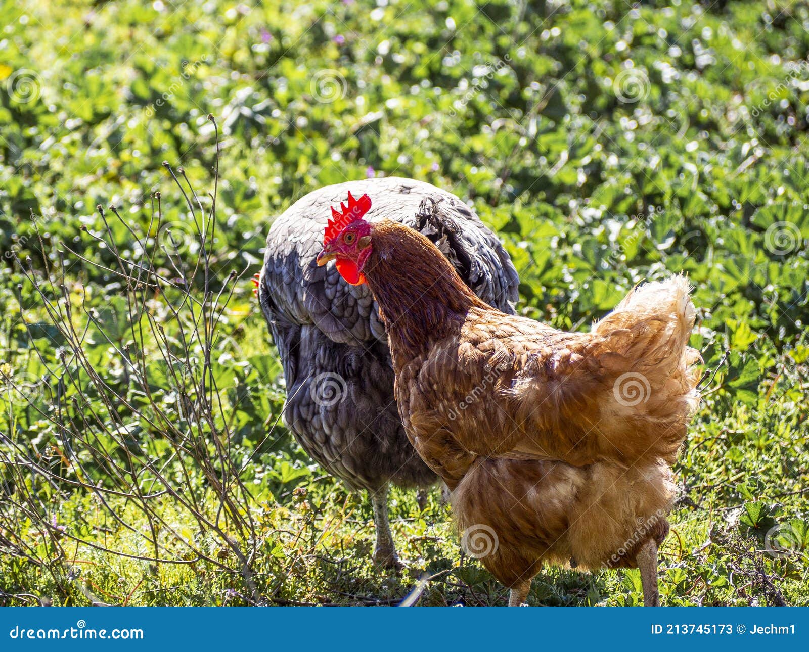 Group of Hens on an Organic and Sustainable Farm Stock Image - Image of ...