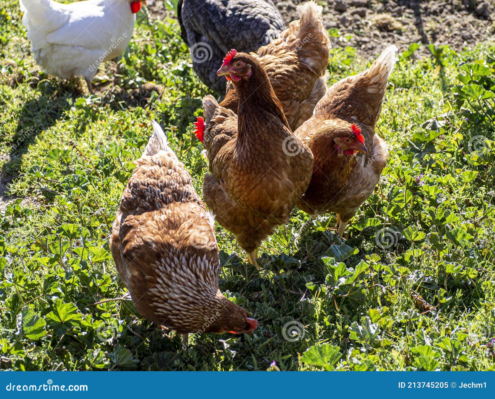 Group of Hens on an Organic and Sustainable Farm Stock Image - Image of ...