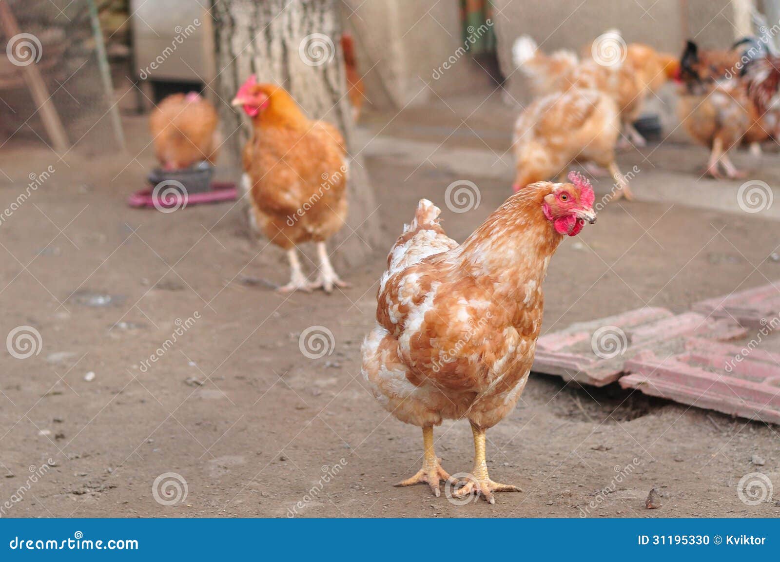 Group of hens stock photo. Image of domesticated, life - 31195330