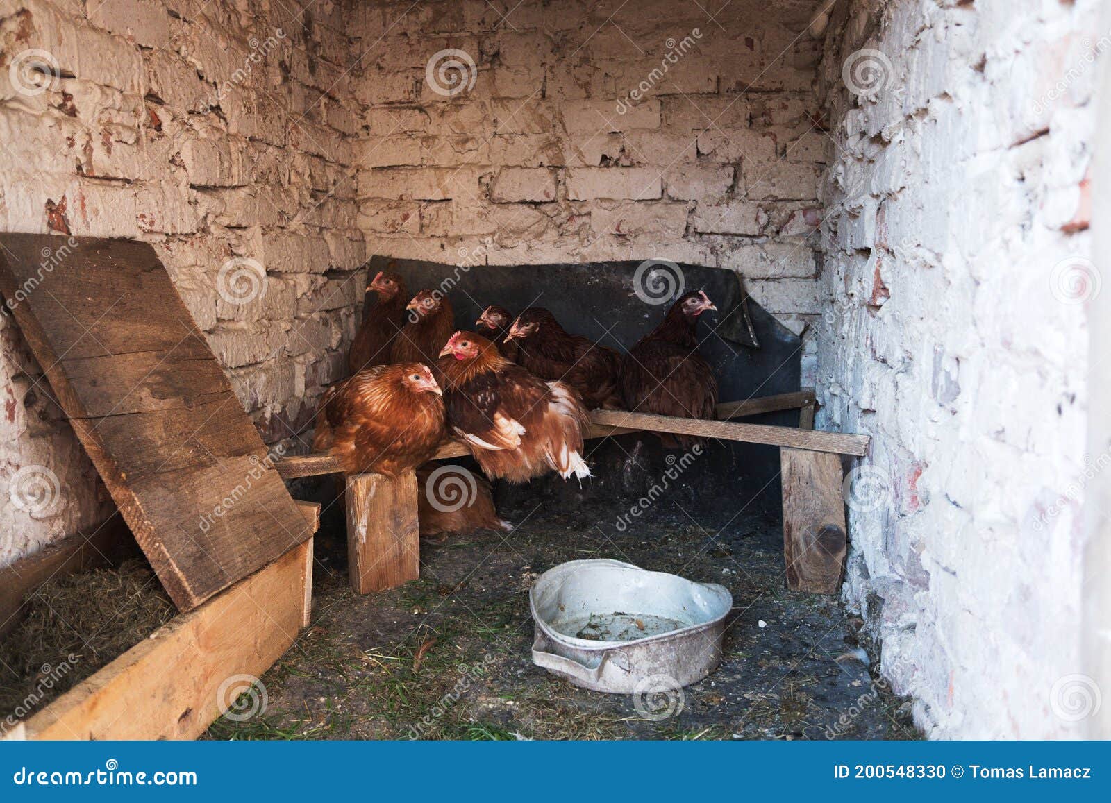 Inside Chicken Coop