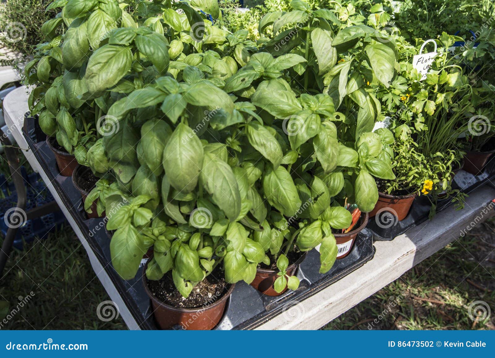 Group of herb plants stock photo. Image of herb, food - 86473502