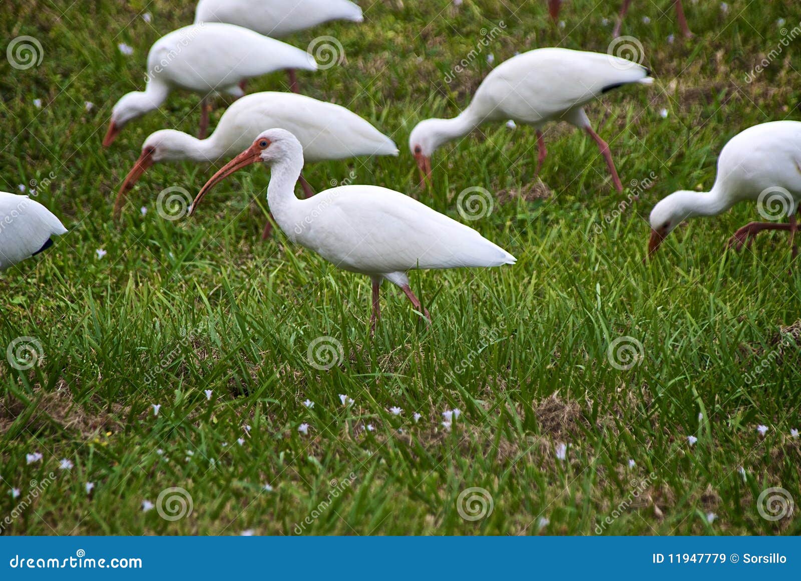 Group of herons stock image. Image of fowl, white, nature - 11947779