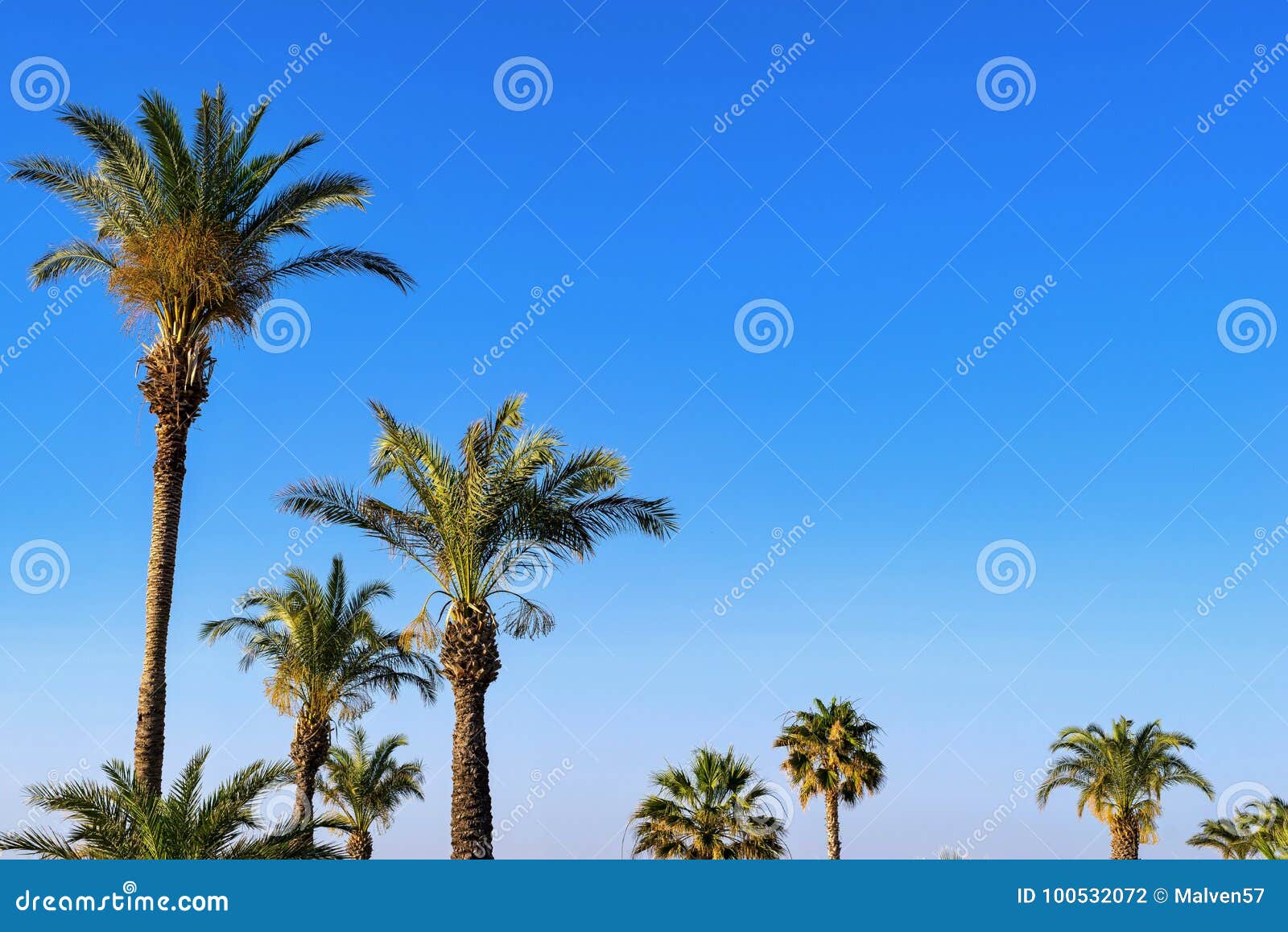 High fluffy palm trees stock photo. Image of palm, little - 100532072