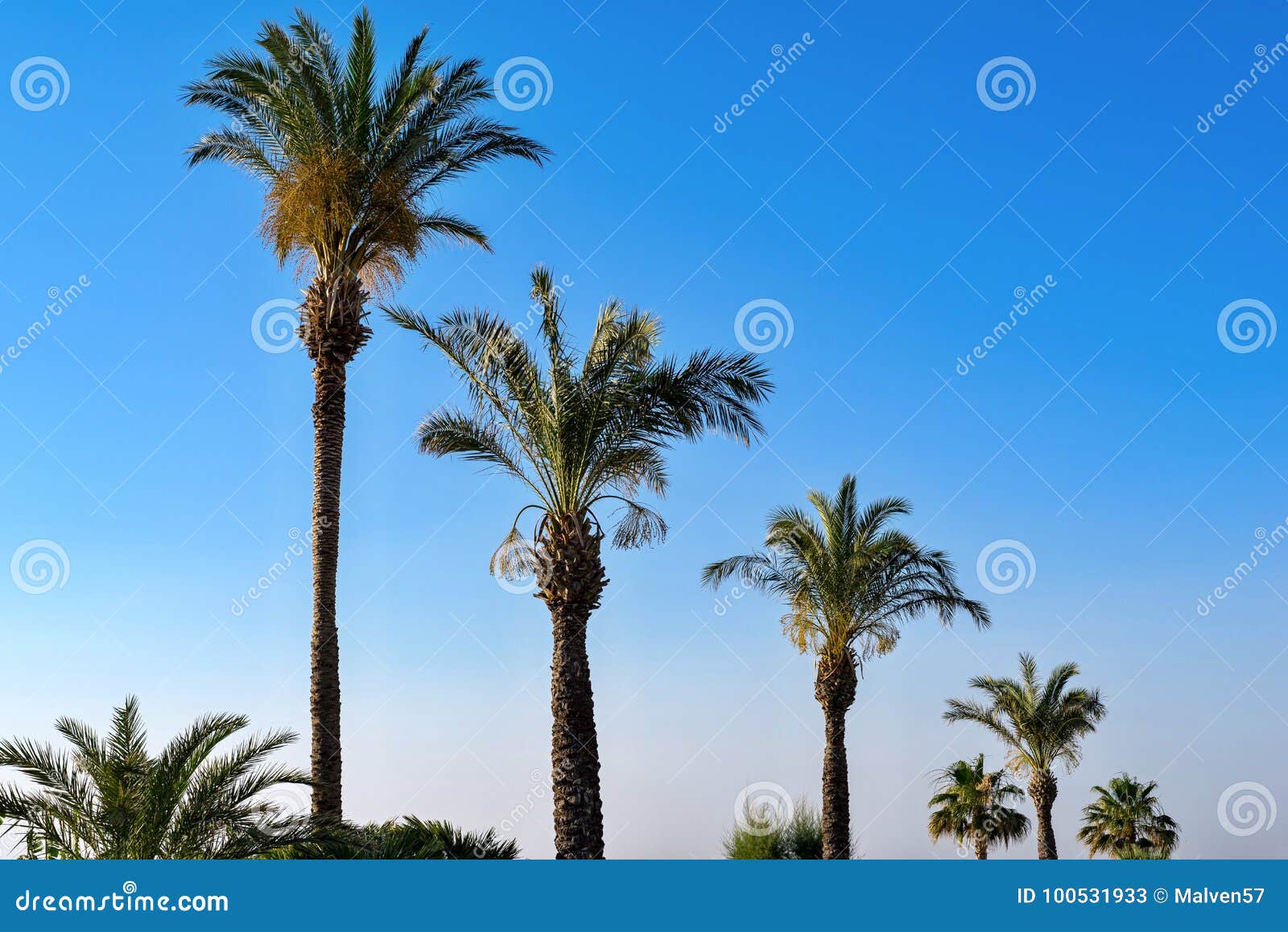 High fluffy palm trees stock image. Image of little - 100531933