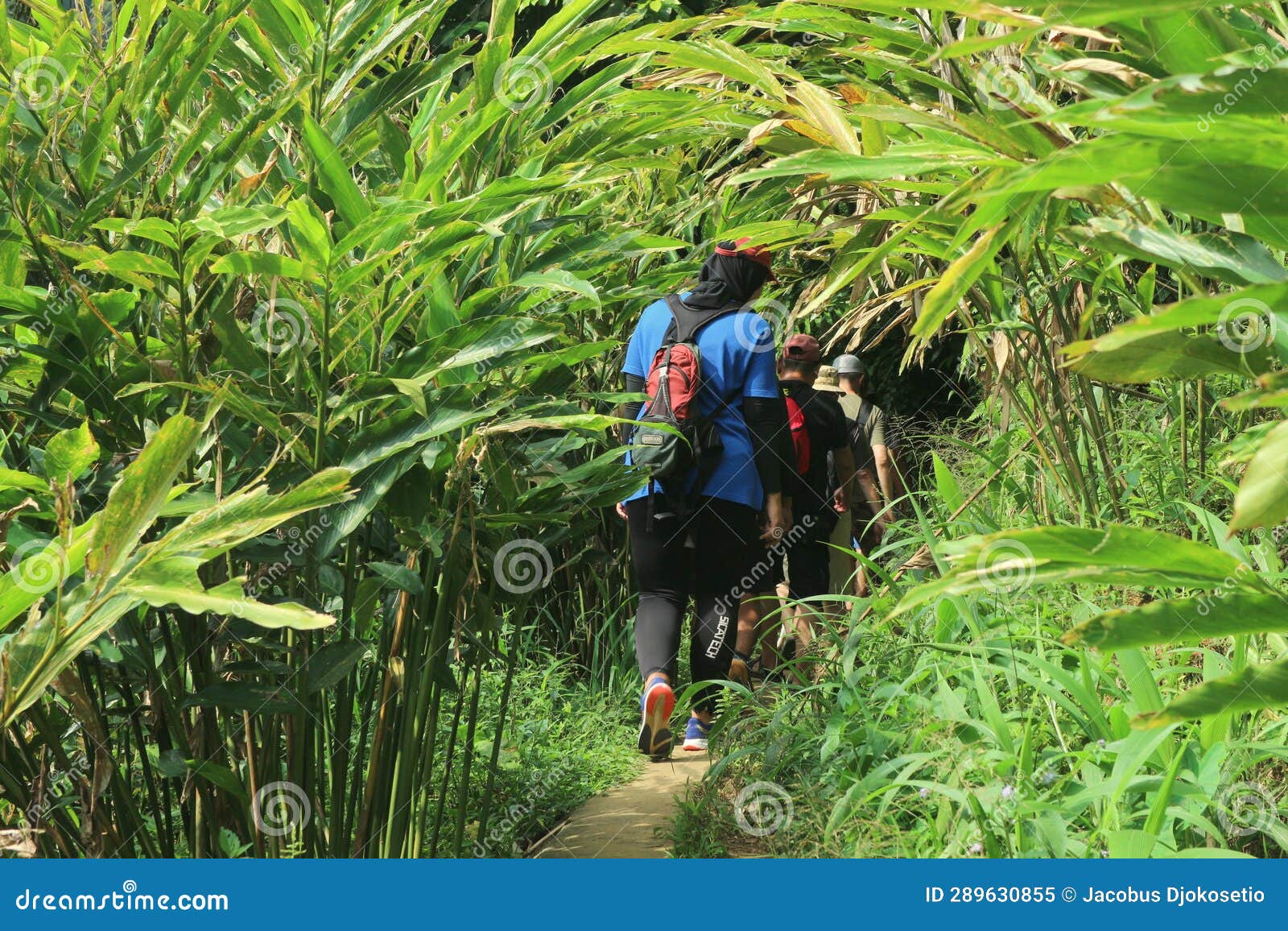 Trekking through Tropical Rainforest Editorial Image - Image of west ...