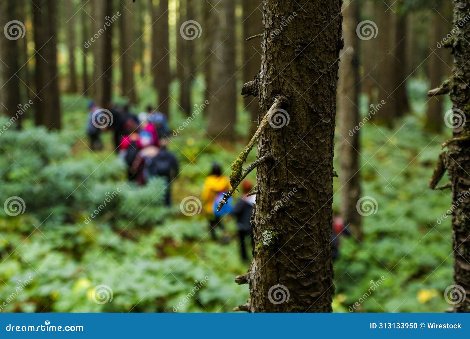 Group of Hikers Walking in the Forest Trekking Stock Photo - Image of ...