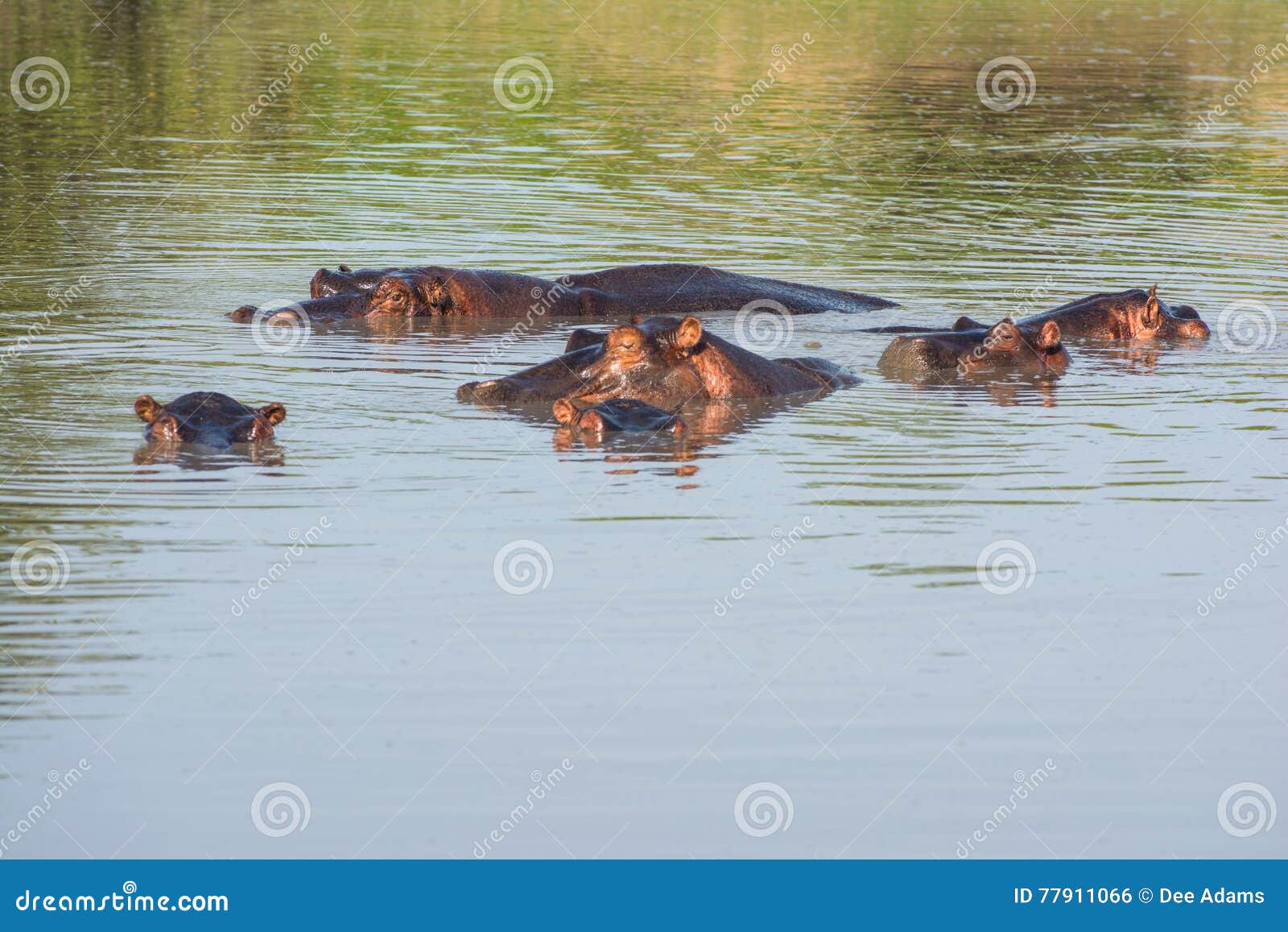 Group of Hippo in the Water Stock Photo - Image of reserve, herd: 77911066