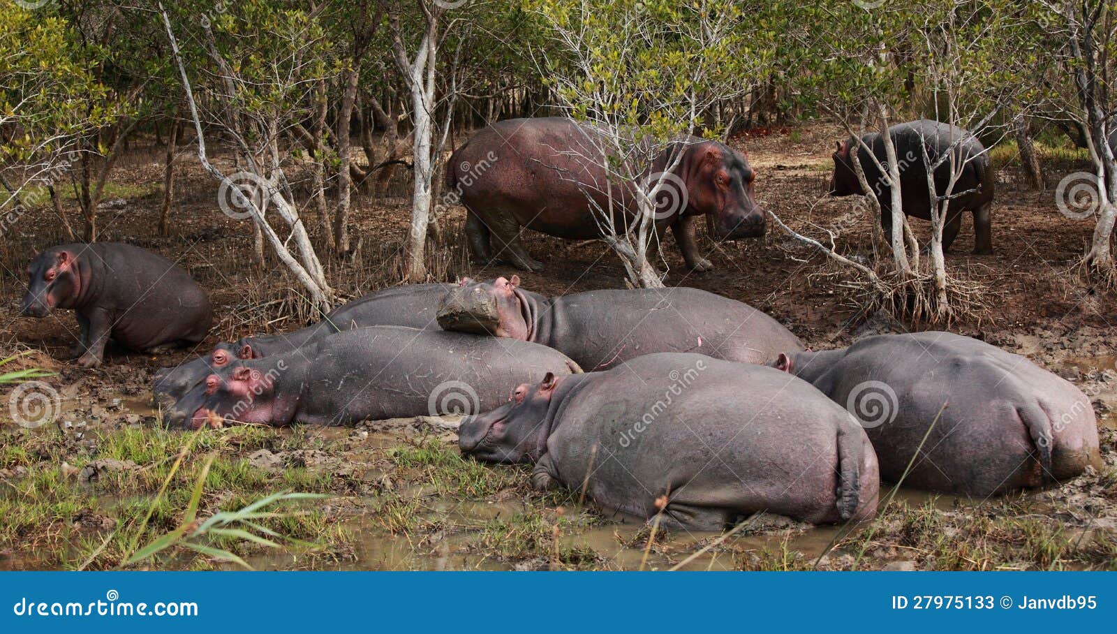 Group of hippos stock image. Image of africa, wild, river - 27975133