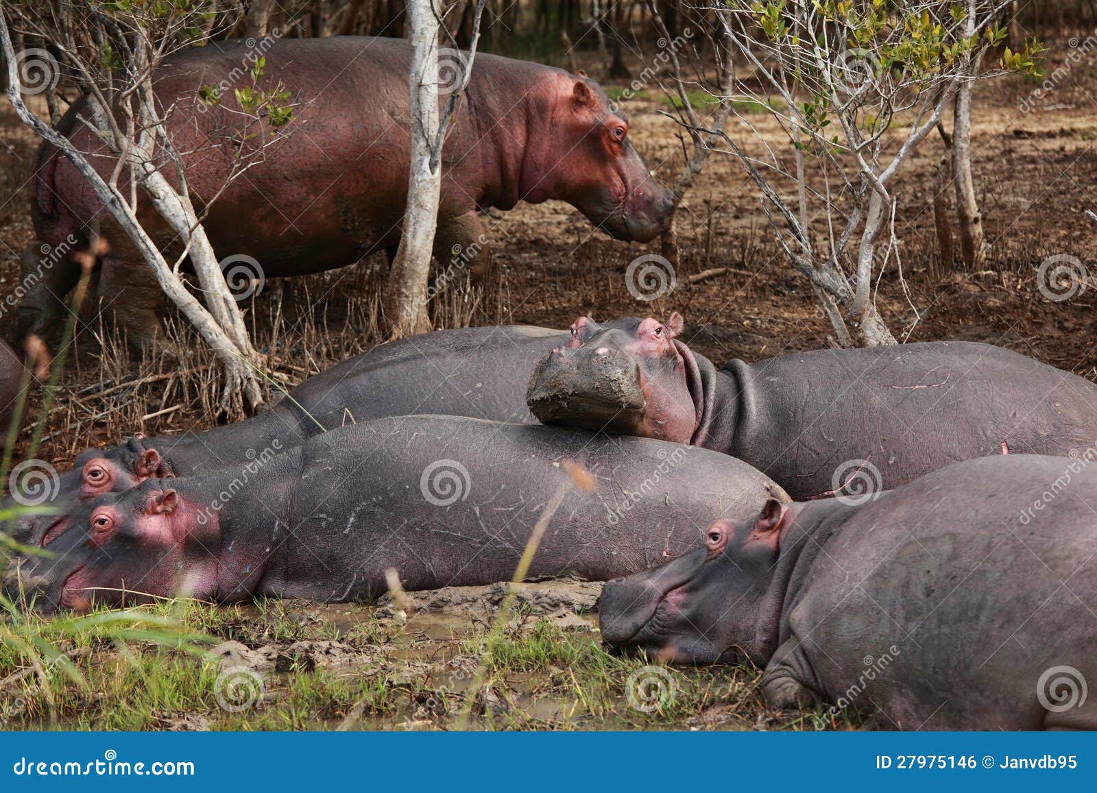 Group of hippos stock photo. Image of south, africa, amphibius - 27975146