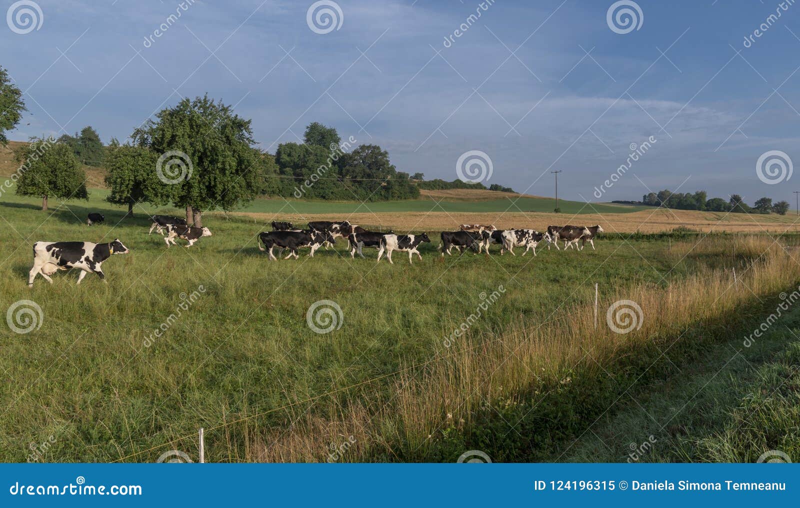Herd of Cows Running on Pasture Stock Image - Image of cattle, trees ...